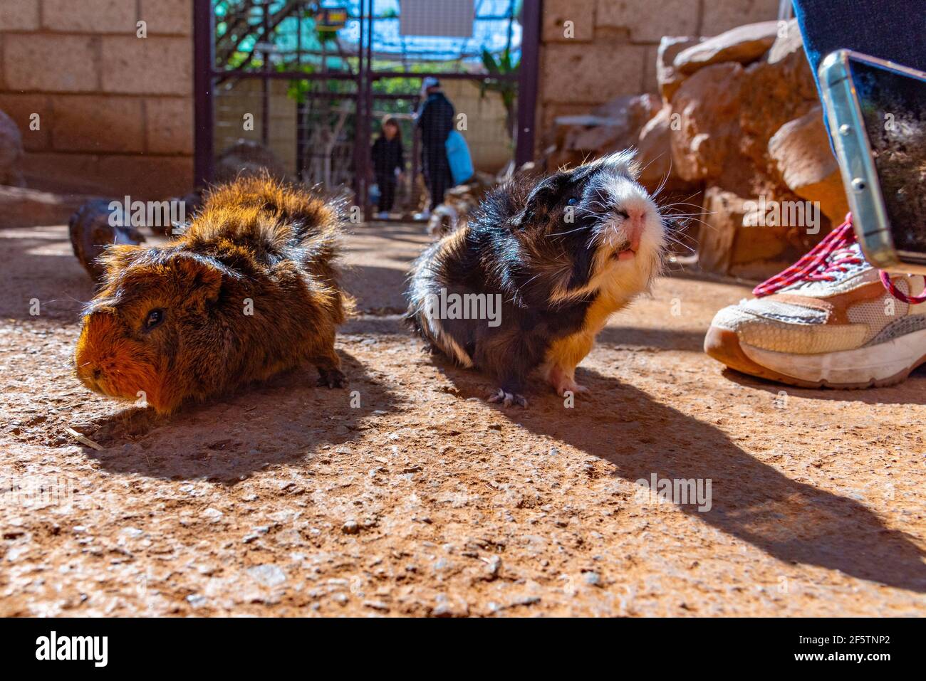 Guinea pigs at Monkey park in Tenerife, Canary Islands, Spain Stock ...