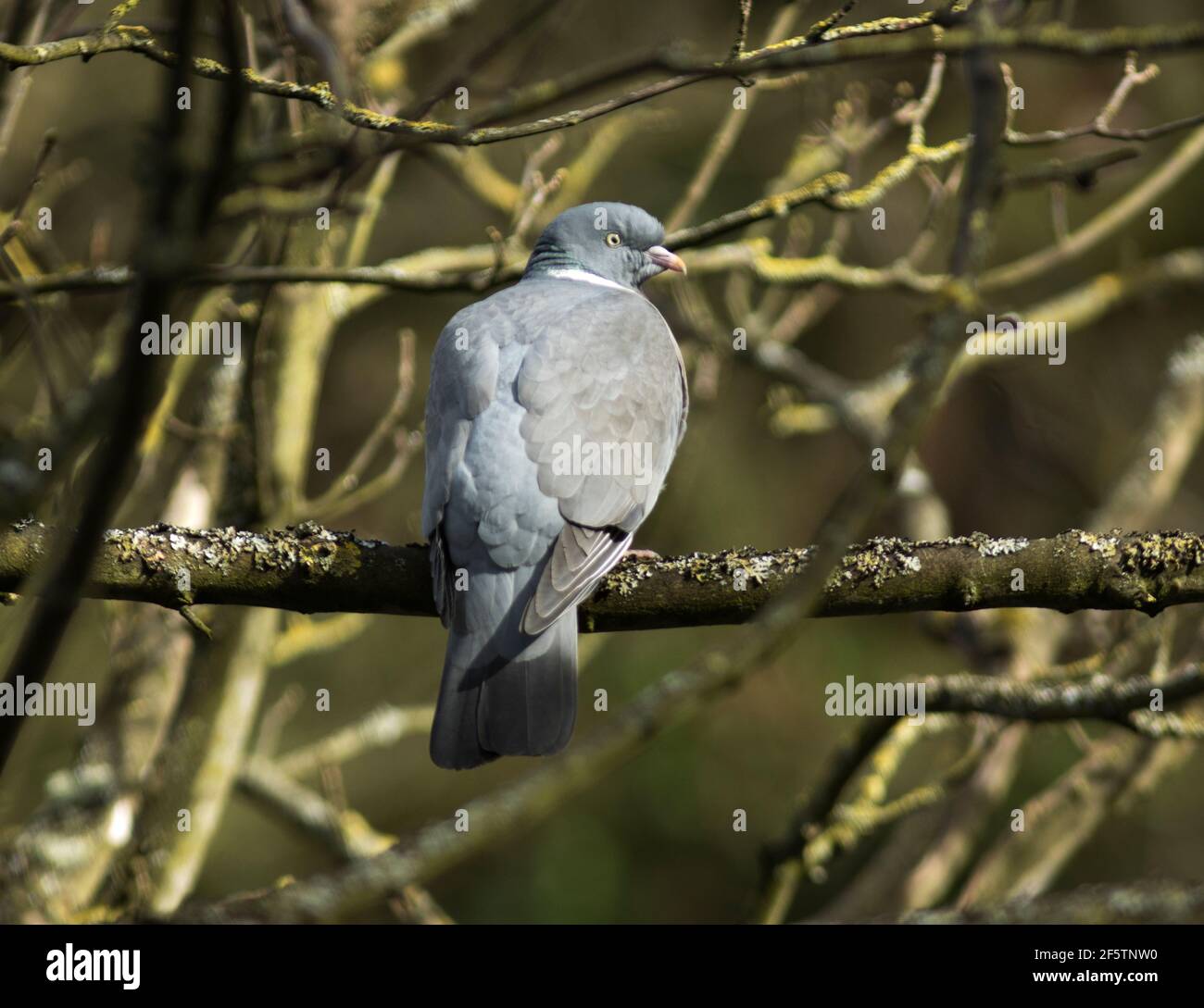 The Wood Pigeon is a common bird of parks and gardens. Largest of the ...