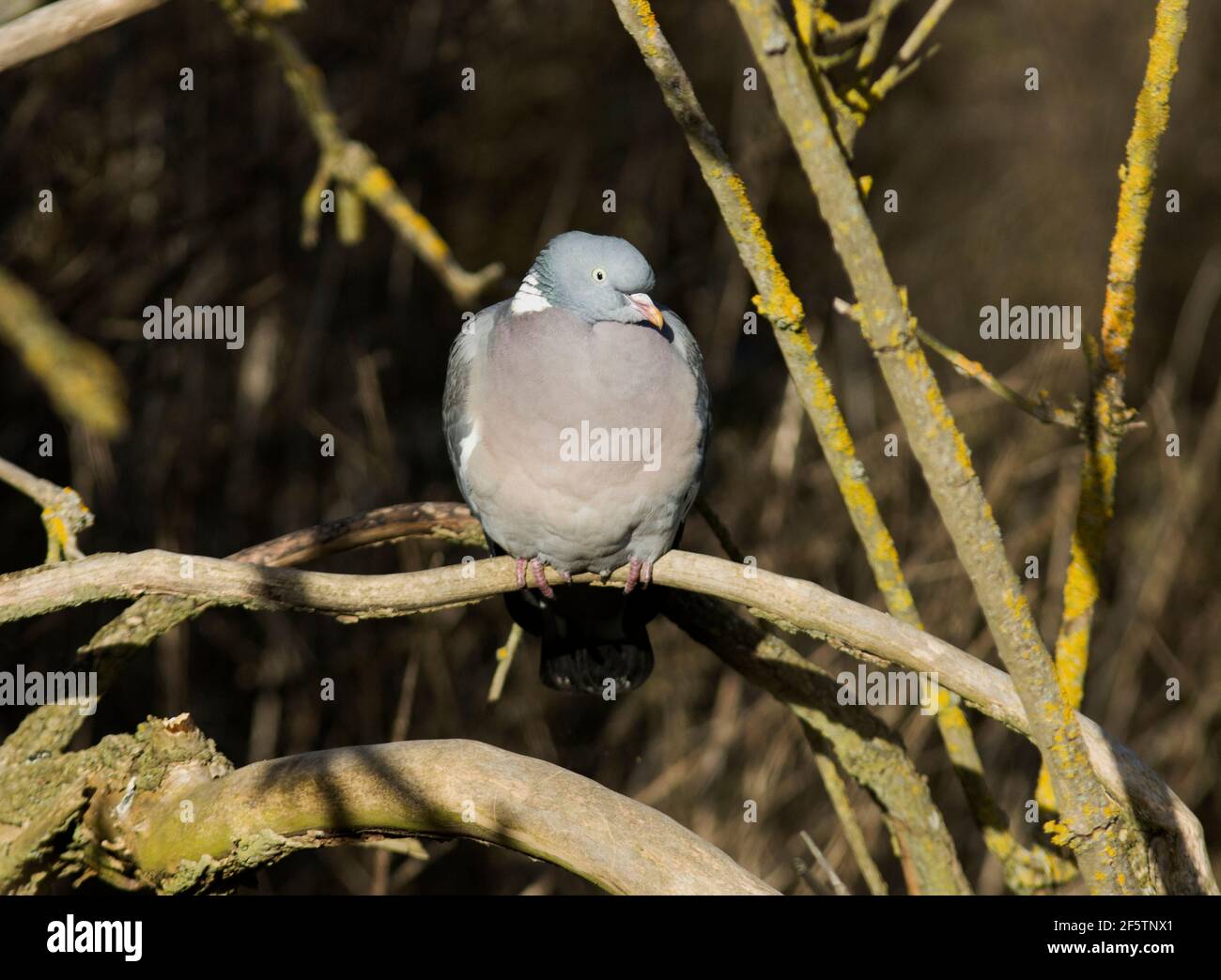 The Wood Pigeon is a common bird of parks and gardens. Largest of the ...
