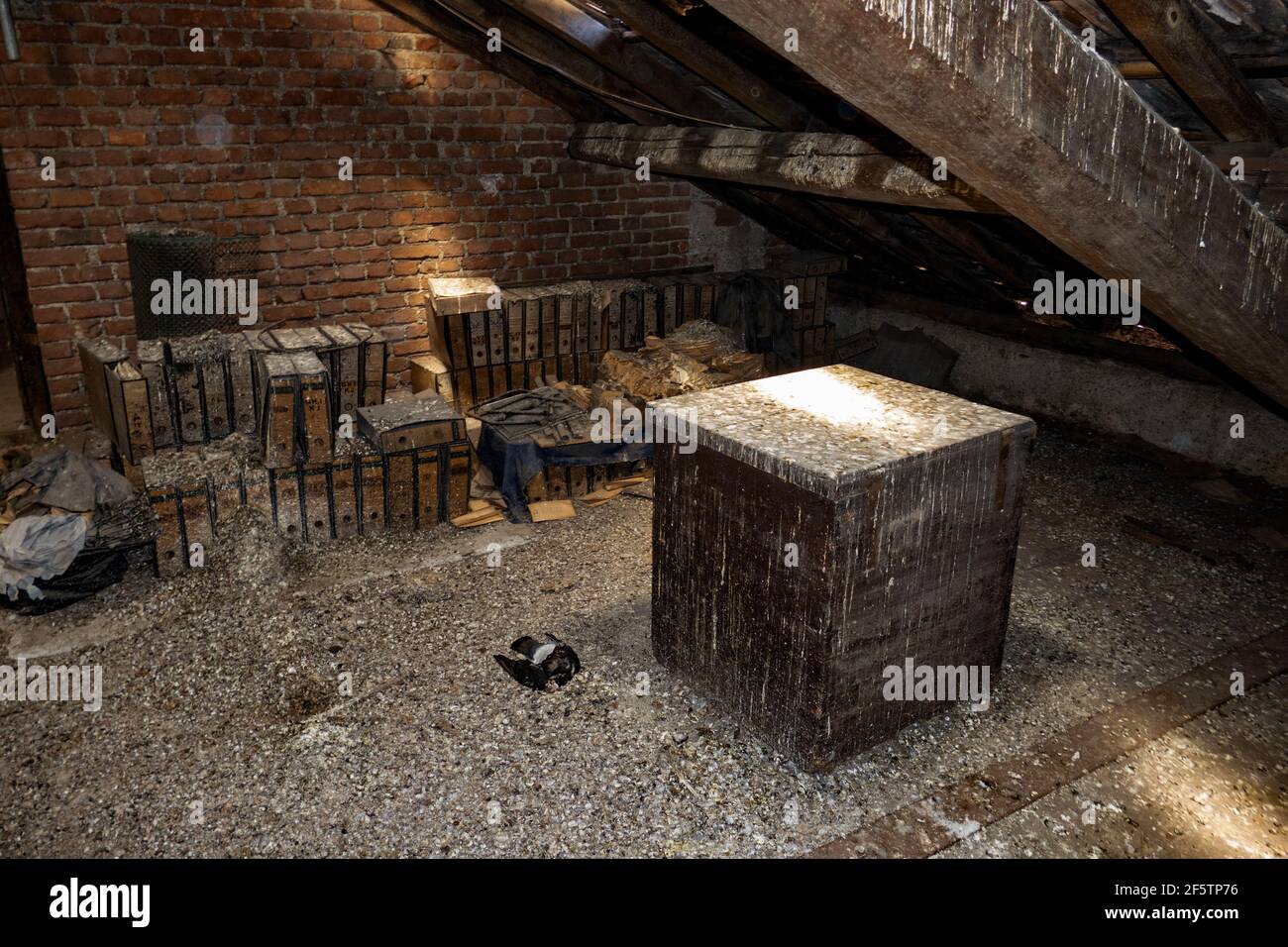 Old abandoned room with a dead bird and dirty furniture Stock Photo - Alamy
