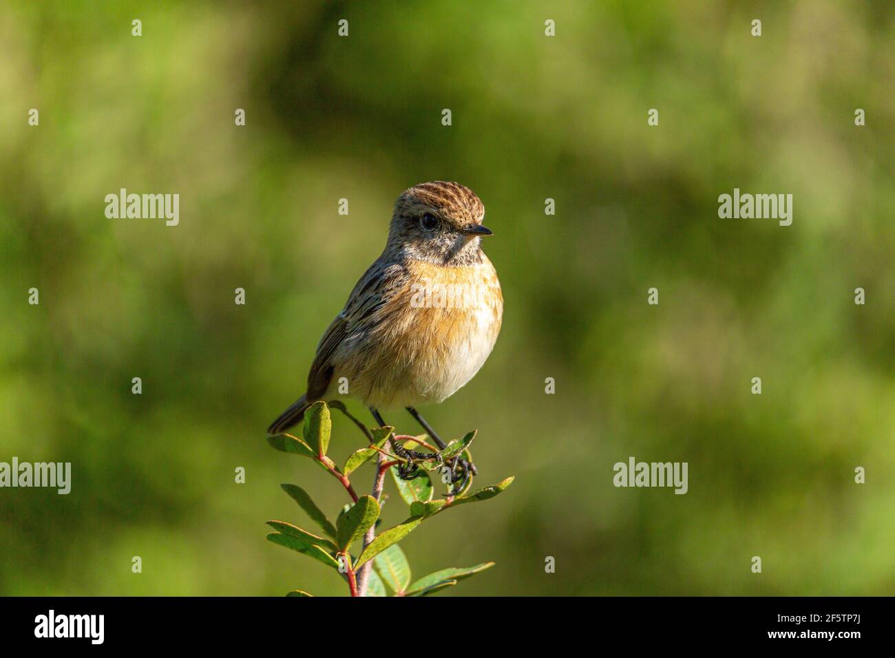 Sony bird photos hi-res stock photography and images - Alamy