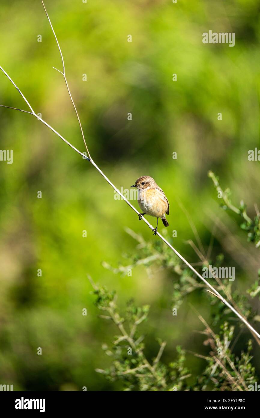 Sony bird photos hi-res stock photography and images - Alamy