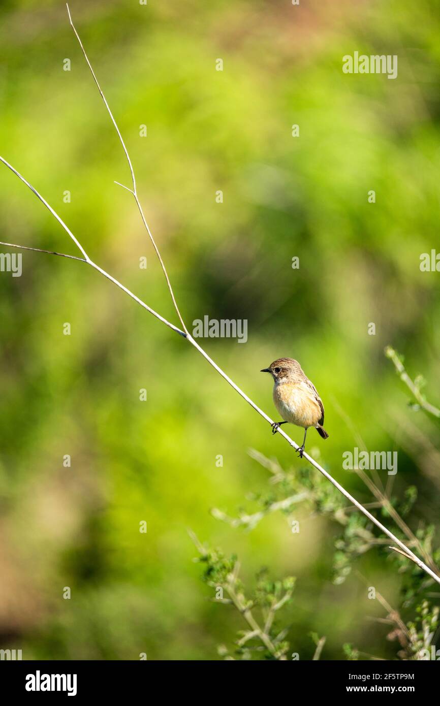 Sony bird photos hi-res stock photography and images - Alamy