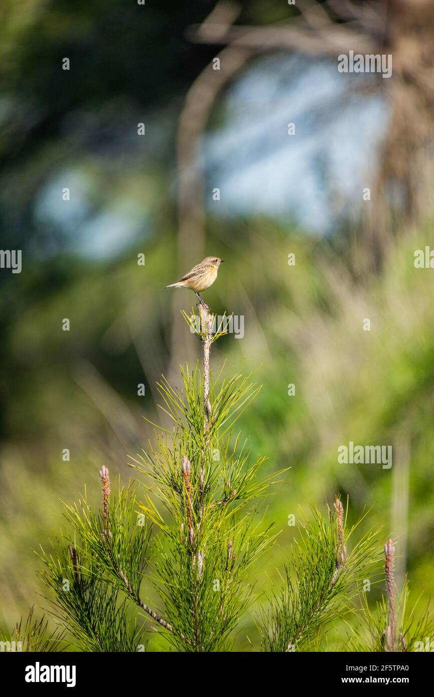 Birds photography hi-res stock photography and images - Alamy