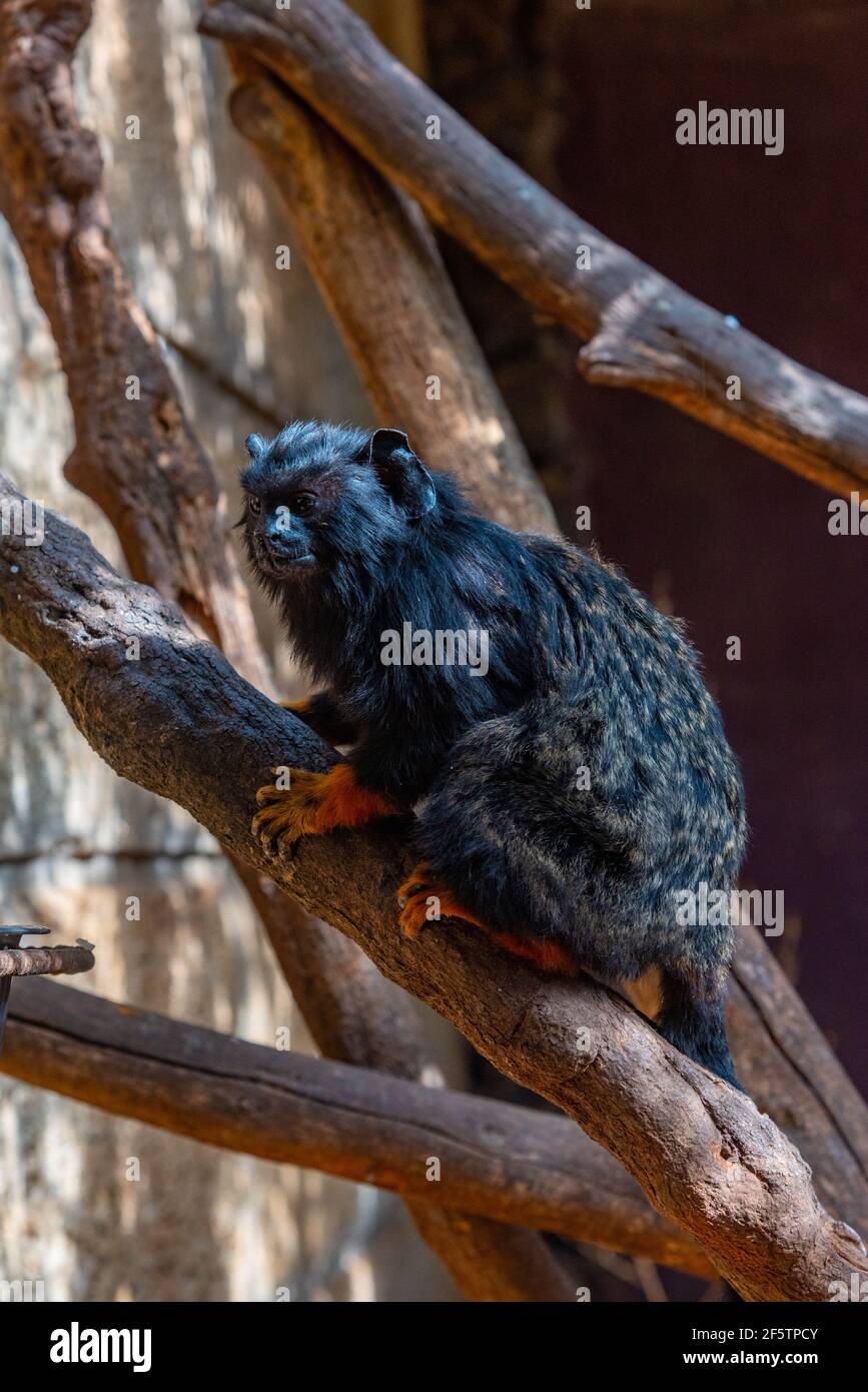 Red handed tamarin in monkey park at Tenerife, Canary Islands, Spain ...