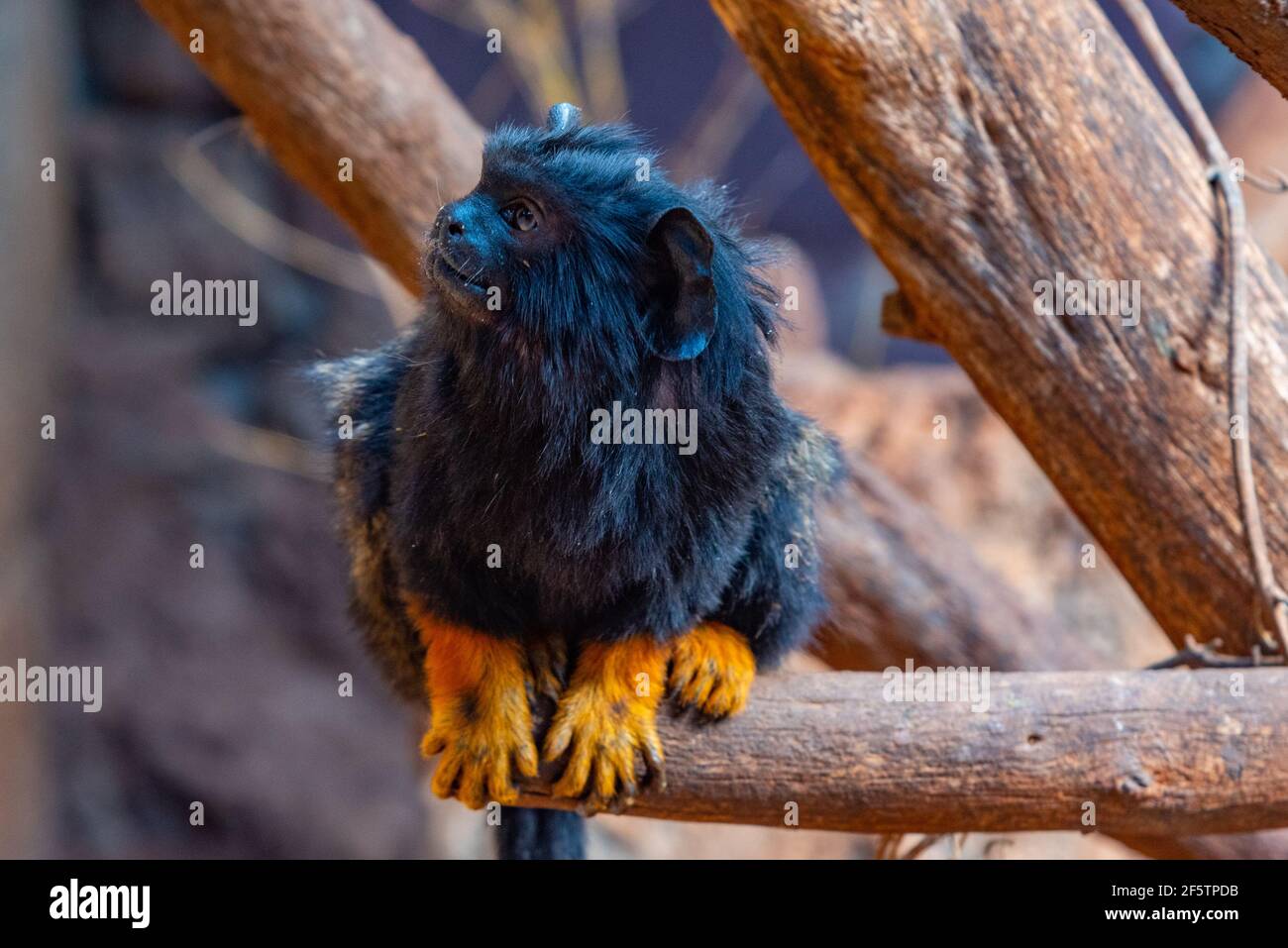 Red handed tamarin in monkey park at Tenerife, Canary Islands, Spain ...