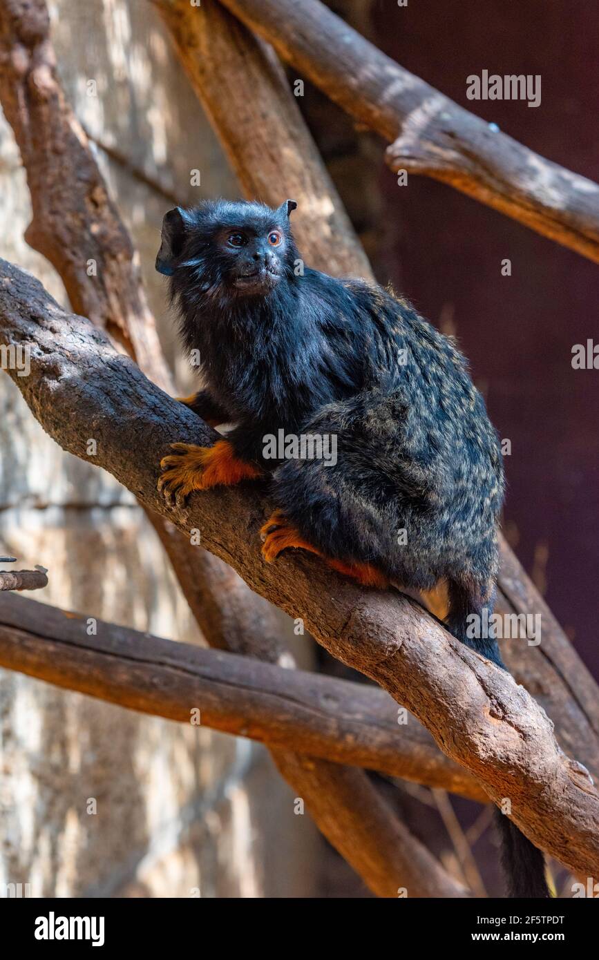Red handed tamarin in monkey park at Tenerife, Canary Islands, Spain ...