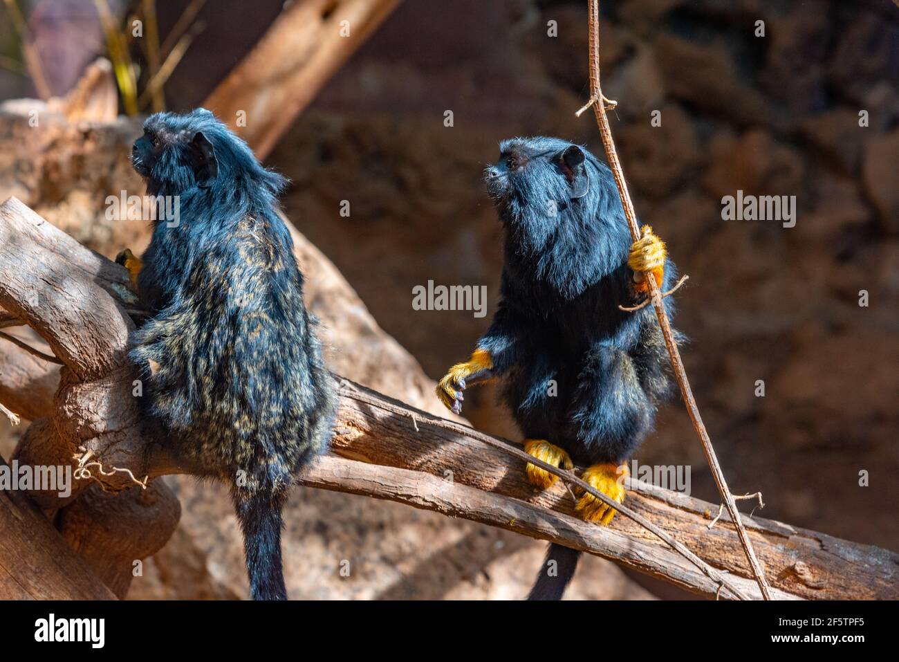Red handed tamarin in monkey park at Tenerife, Canary Islands, Spain ...