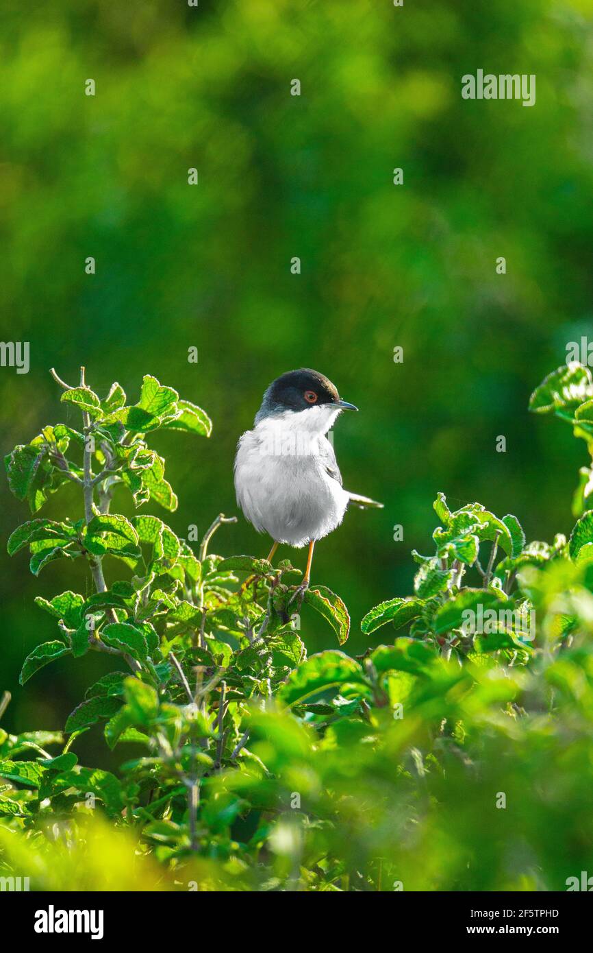 Photographs of birds hi-res stock photography and images - Alamy