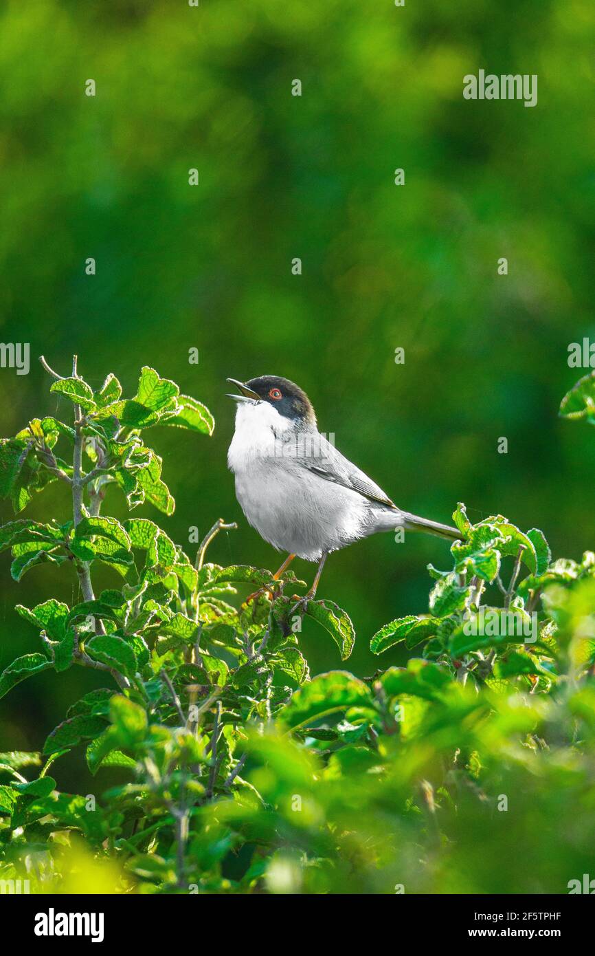 Sony bird photos hi-res stock photography and images - Alamy