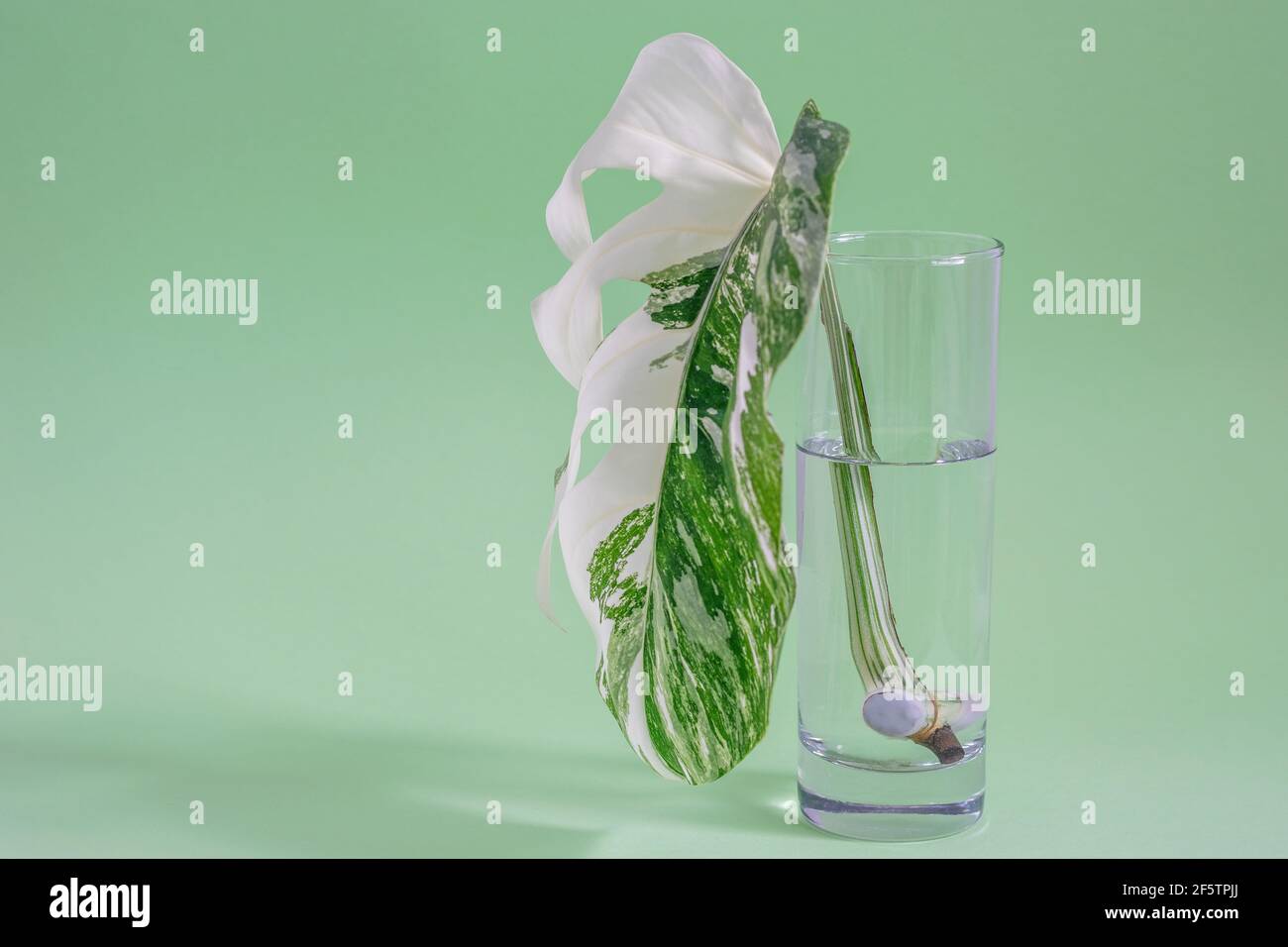 Monstera Half Moon leaf in glass with water closeup. White and green ...