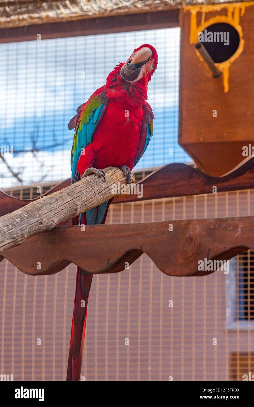 Red and Green Macaw in jungle park at Tenerife, Canary Islands, Spain ...