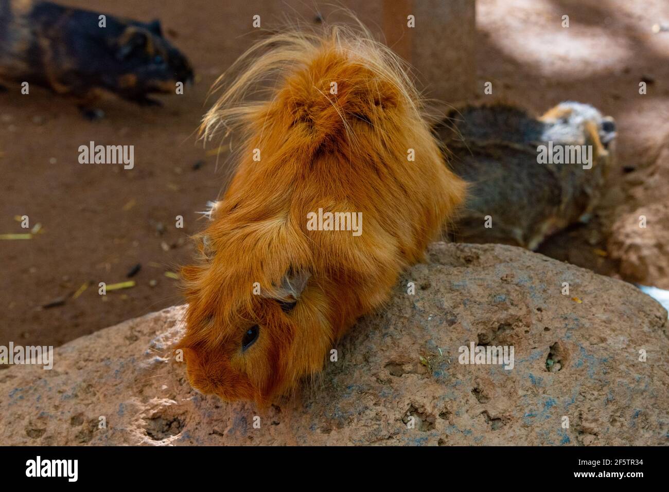 Guinea pigs at Monkey park in Tenerife, Canary Islands, Spain Stock ...