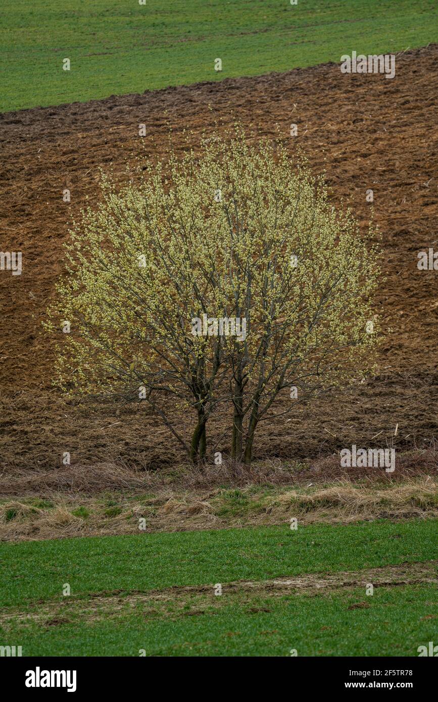 Early spring colours colors in the fields Lower Silesia Poalnd Stock ...