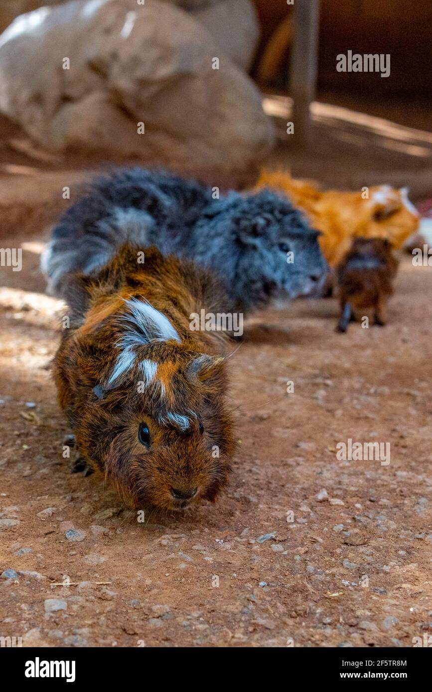 Guinea pigs at Monkey park in Tenerife, Canary Islands, Spain Stock ...