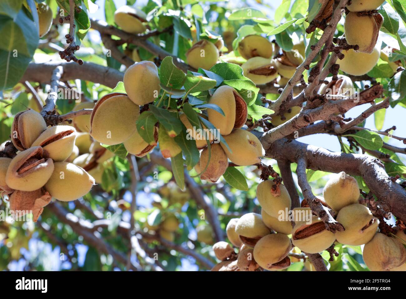 Almonds nuts. Green Almonds on the tree ready for harvest Stock Photo ...