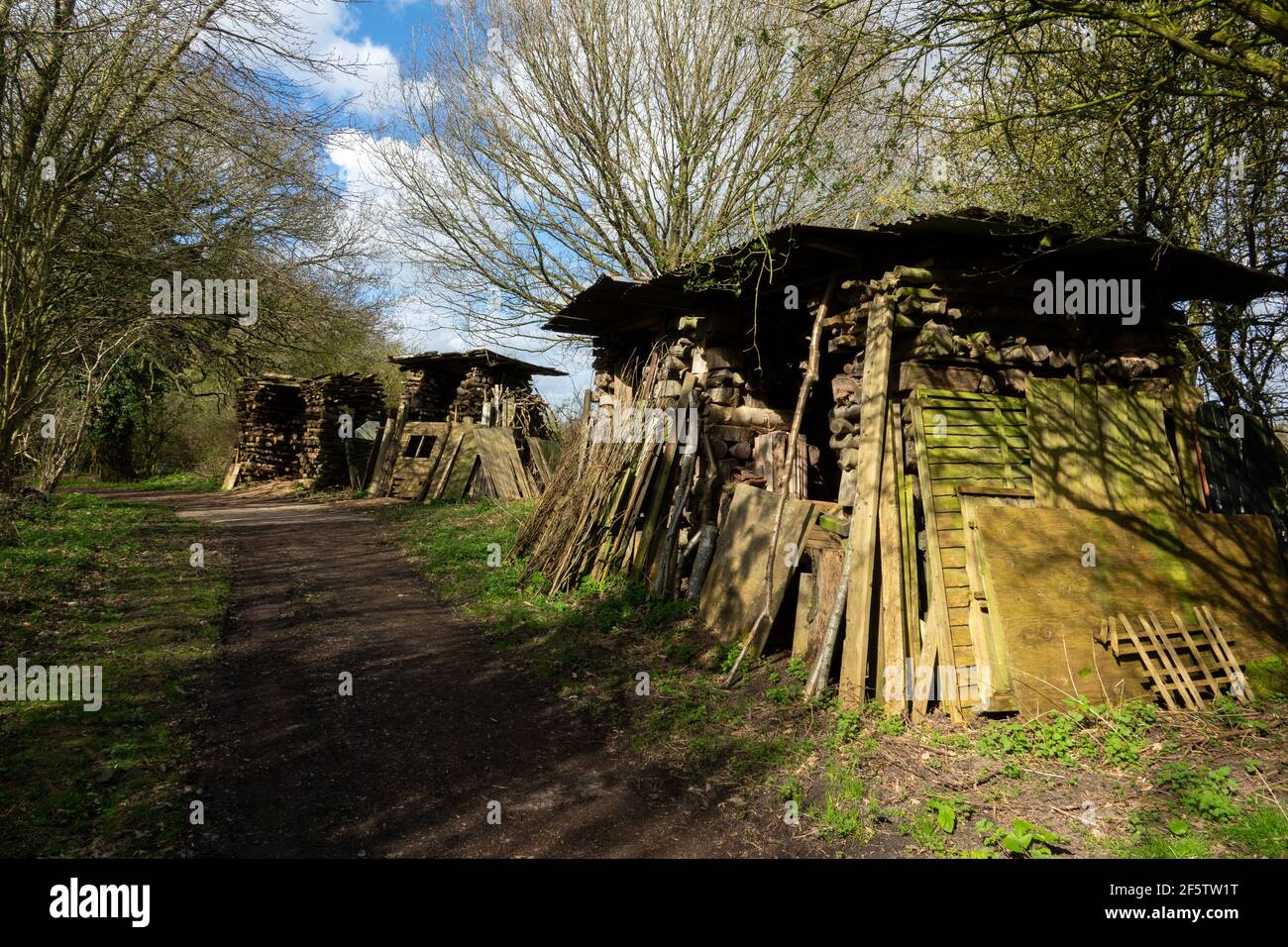 wood log pile in woodland Stock Photo - Alamy