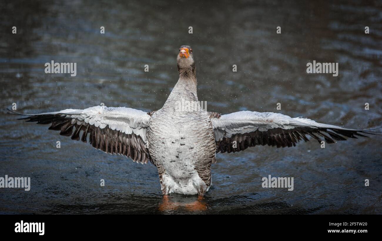 A greylag goose spreads its wings in a London park lake Stock Photo - Alamy