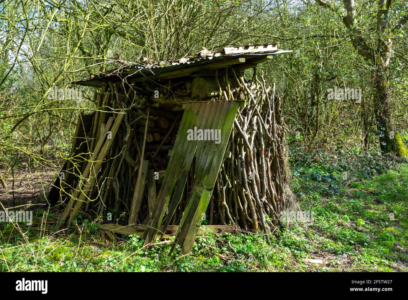 wood log pile in woodland Stock Photo - Alamy