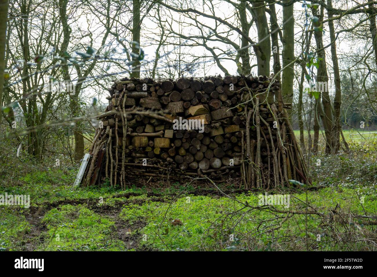 wood log pile in woodland Stock Photo - Alamy