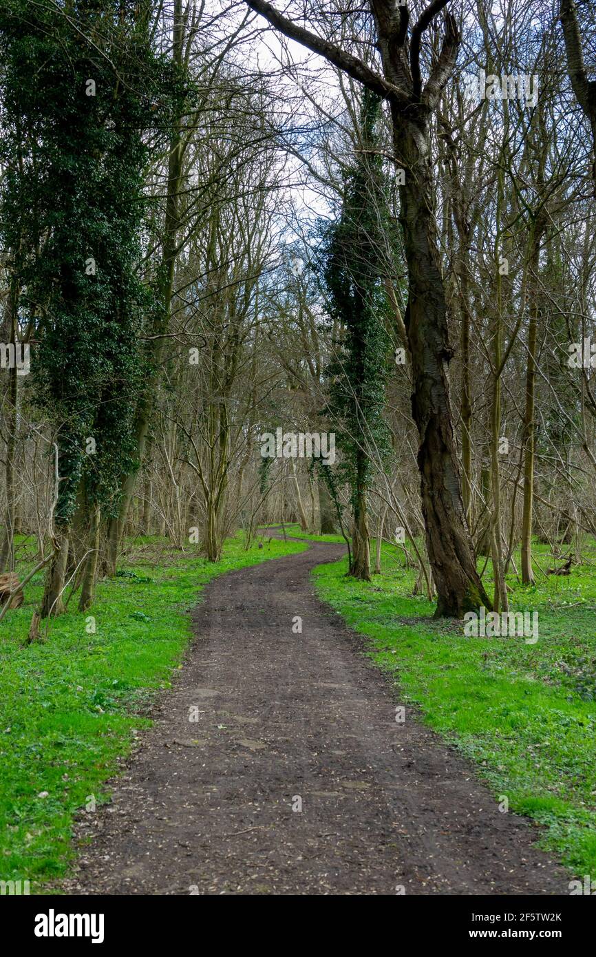 Track through woodland hi-res stock photography and images - Alamy