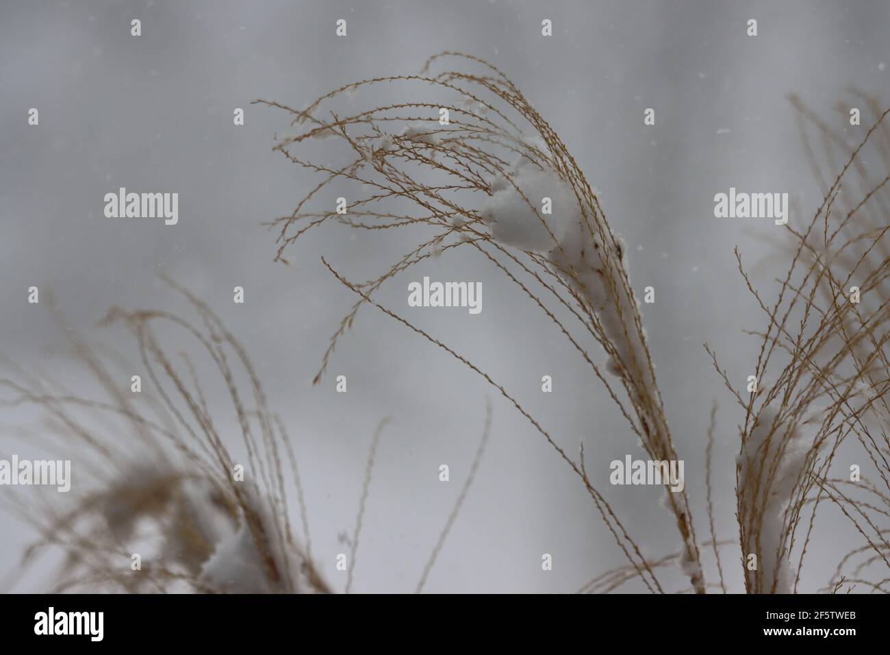 Seasons snow chinese hi-res stock photography and images - Alamy