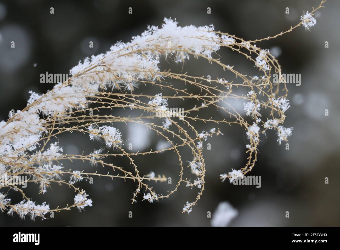 Chinese silver grass hi-res stock photography and images - Alamy