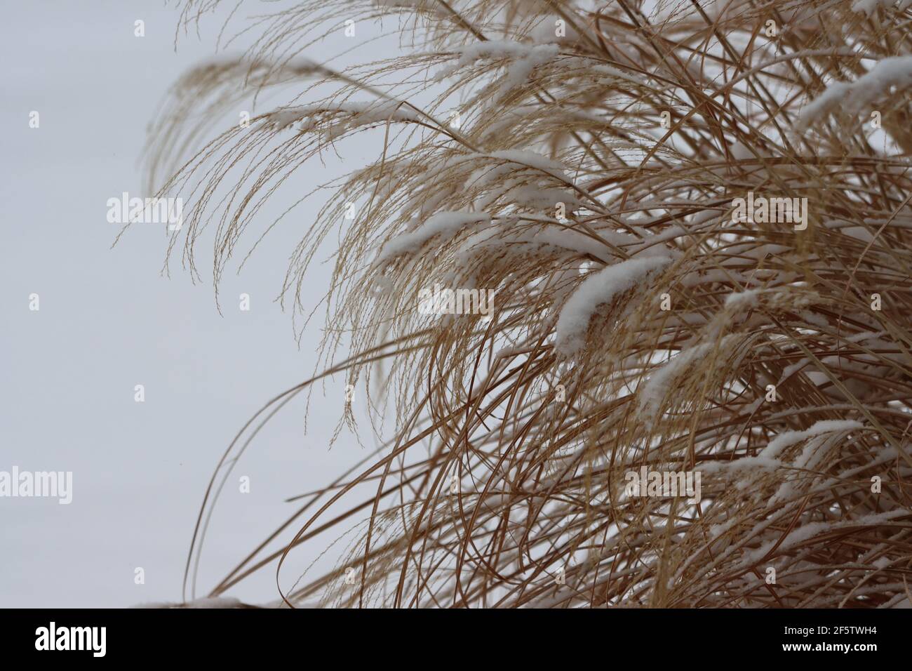Snow on Chinese silver grass Stock Photo - Alamy