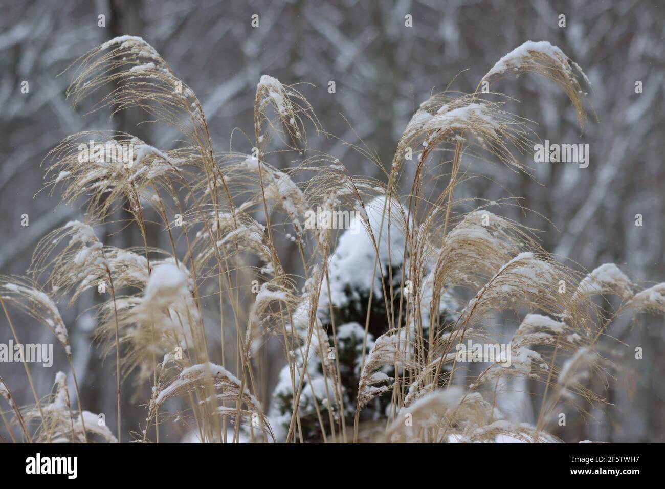 Snow on Chinese silver grass Stock Photo - Alamy