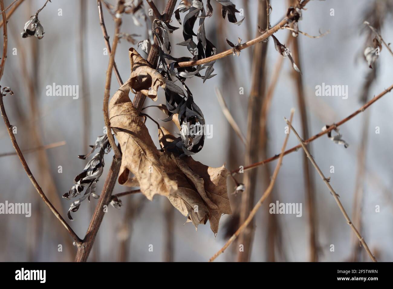 Entangled hi-res stock photography and images - Alamy