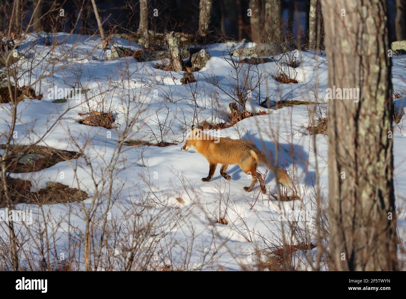 Fox woods snow hi-res stock photography and images - Alamy