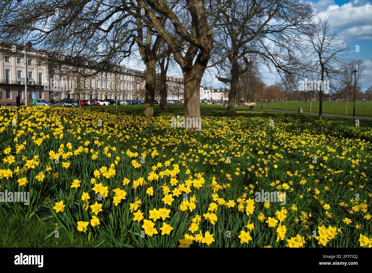 A display of spring daffodils, The North inch, Perth, Scotland Stock ...
