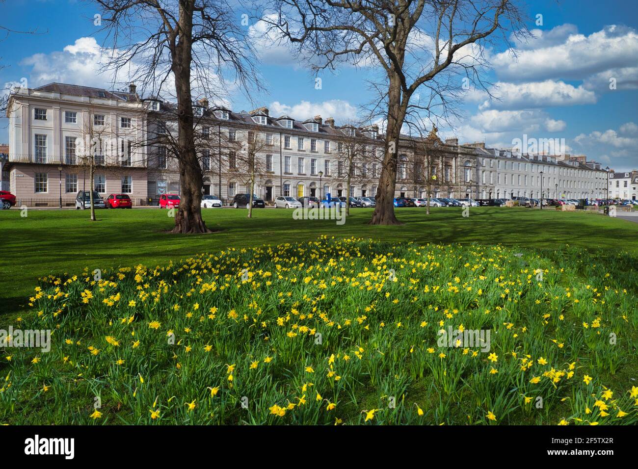 A display of spring daffodils, The North inch, Perth, Scotland Stock ...