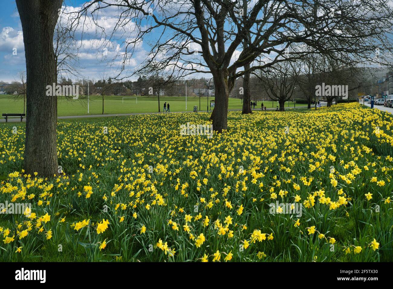 A display of spring daffodils, The North inch, Perth, Scotland Stock ...