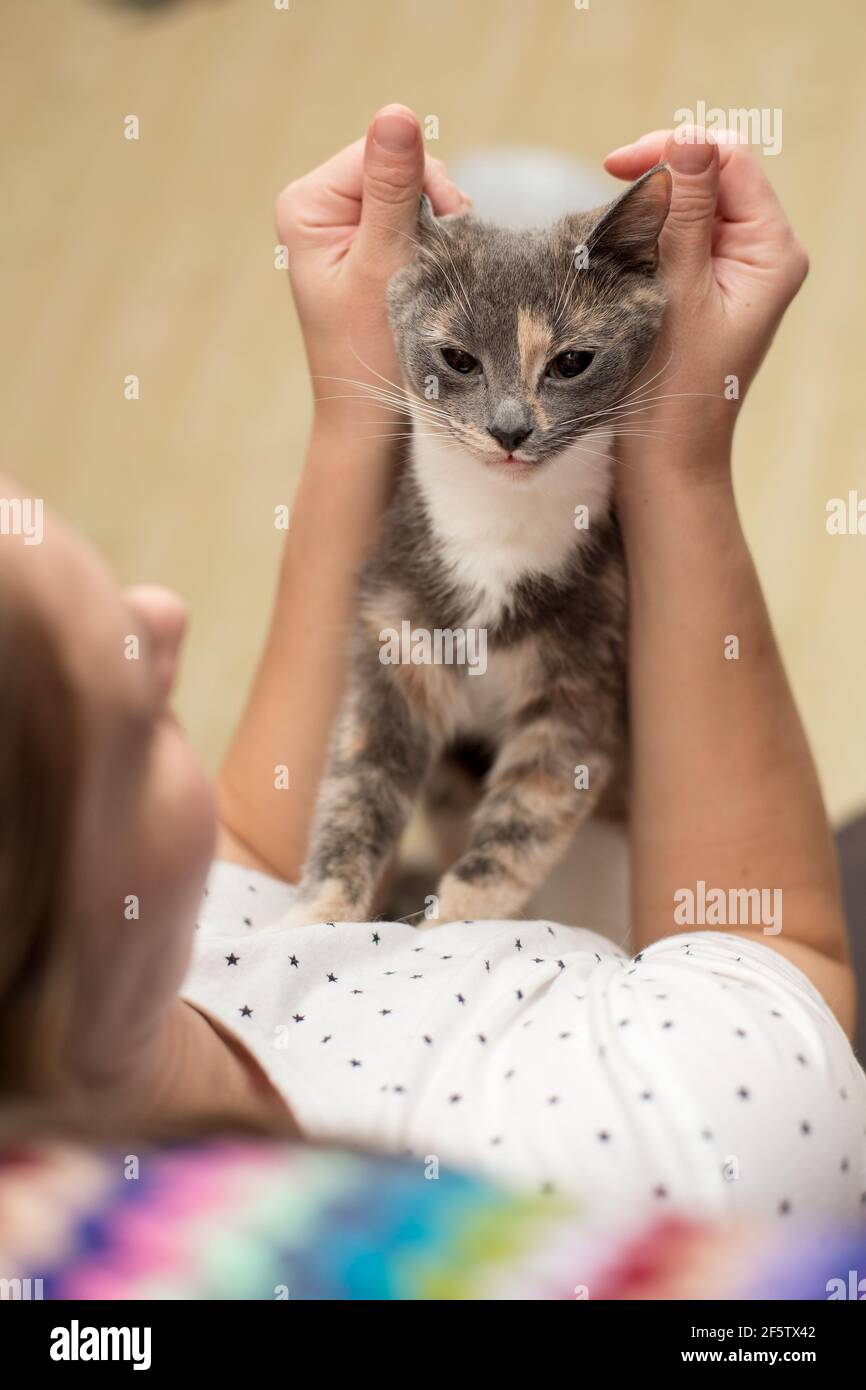 Affectionate, pensive cat sits on the chest of the owner, who hugs her ...