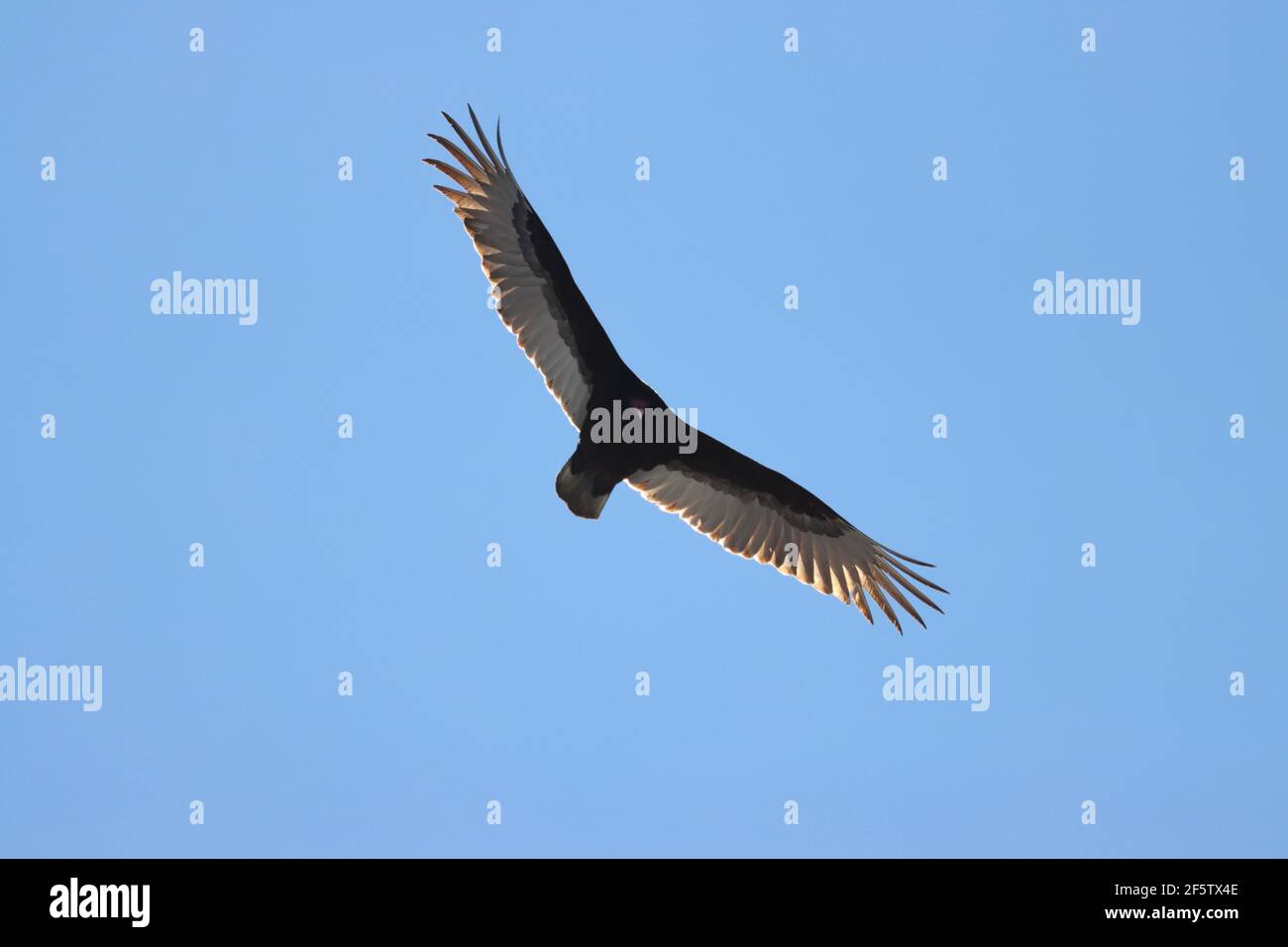 Turkey vulture in flight Stock Photo - Alamy