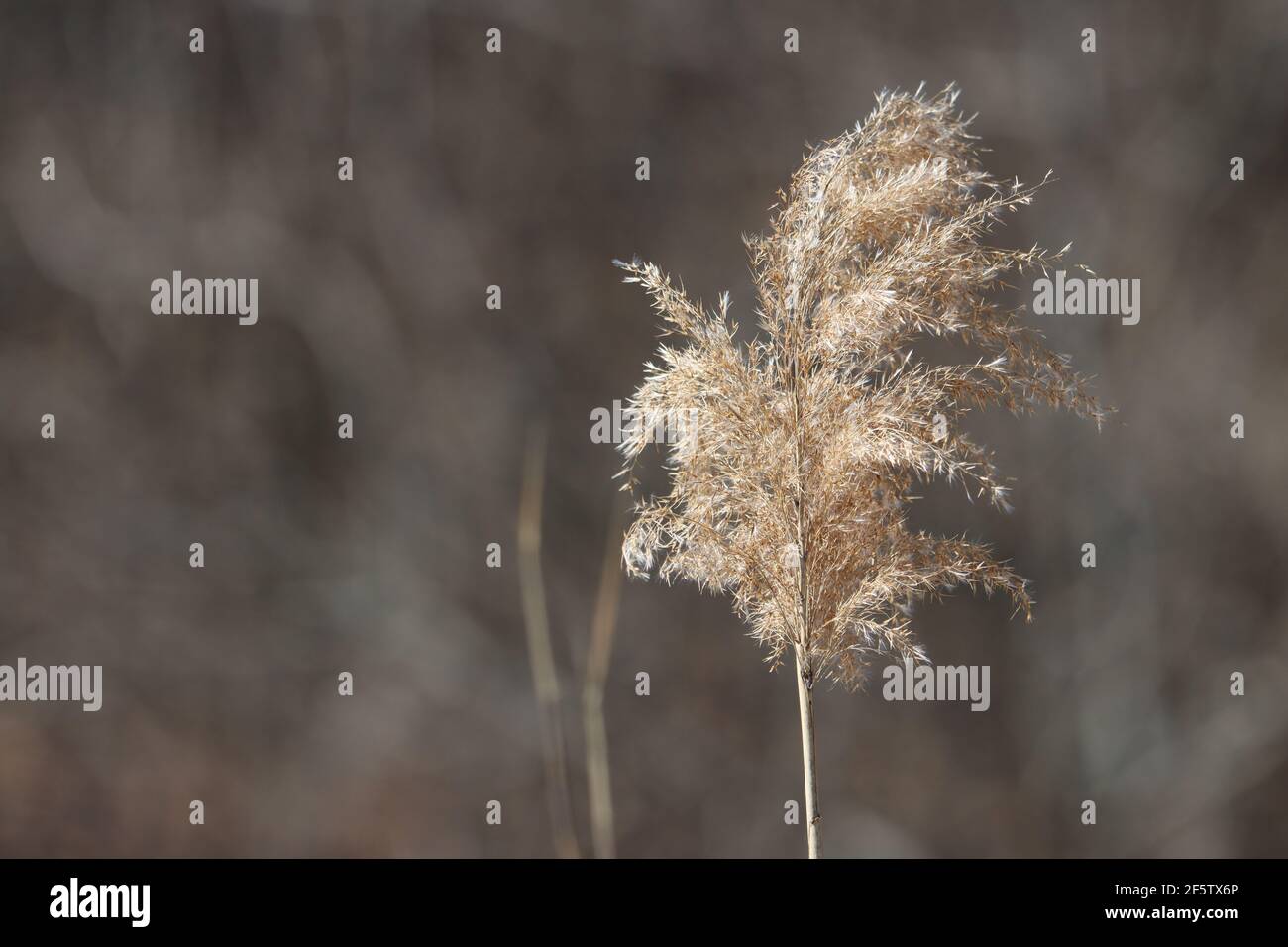Reeds blowing in winter wind Stock Photo - Alamy