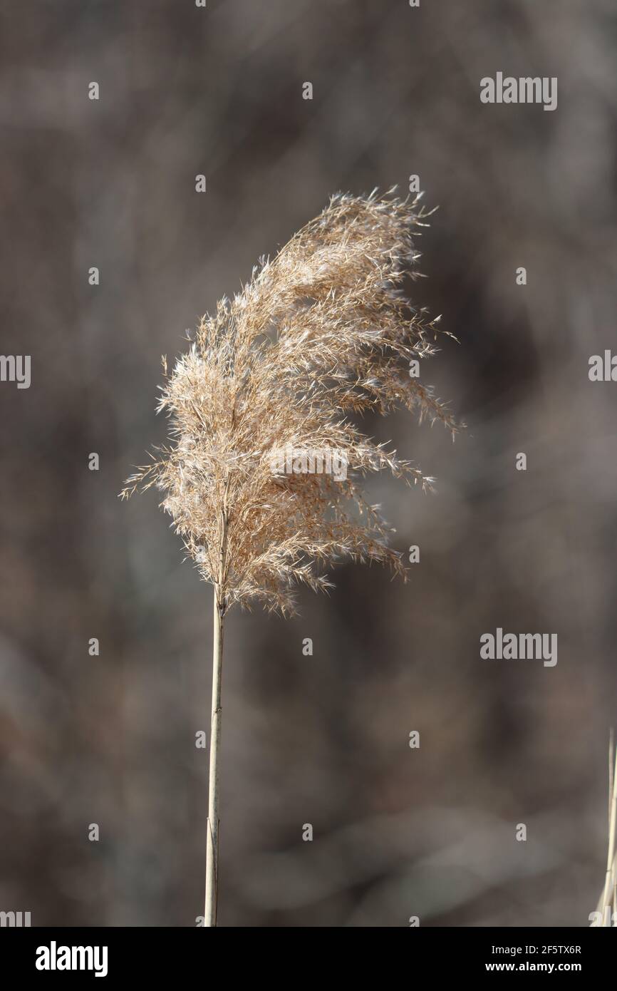 Reed blowing in wind hi-res stock photography and images - Alamy