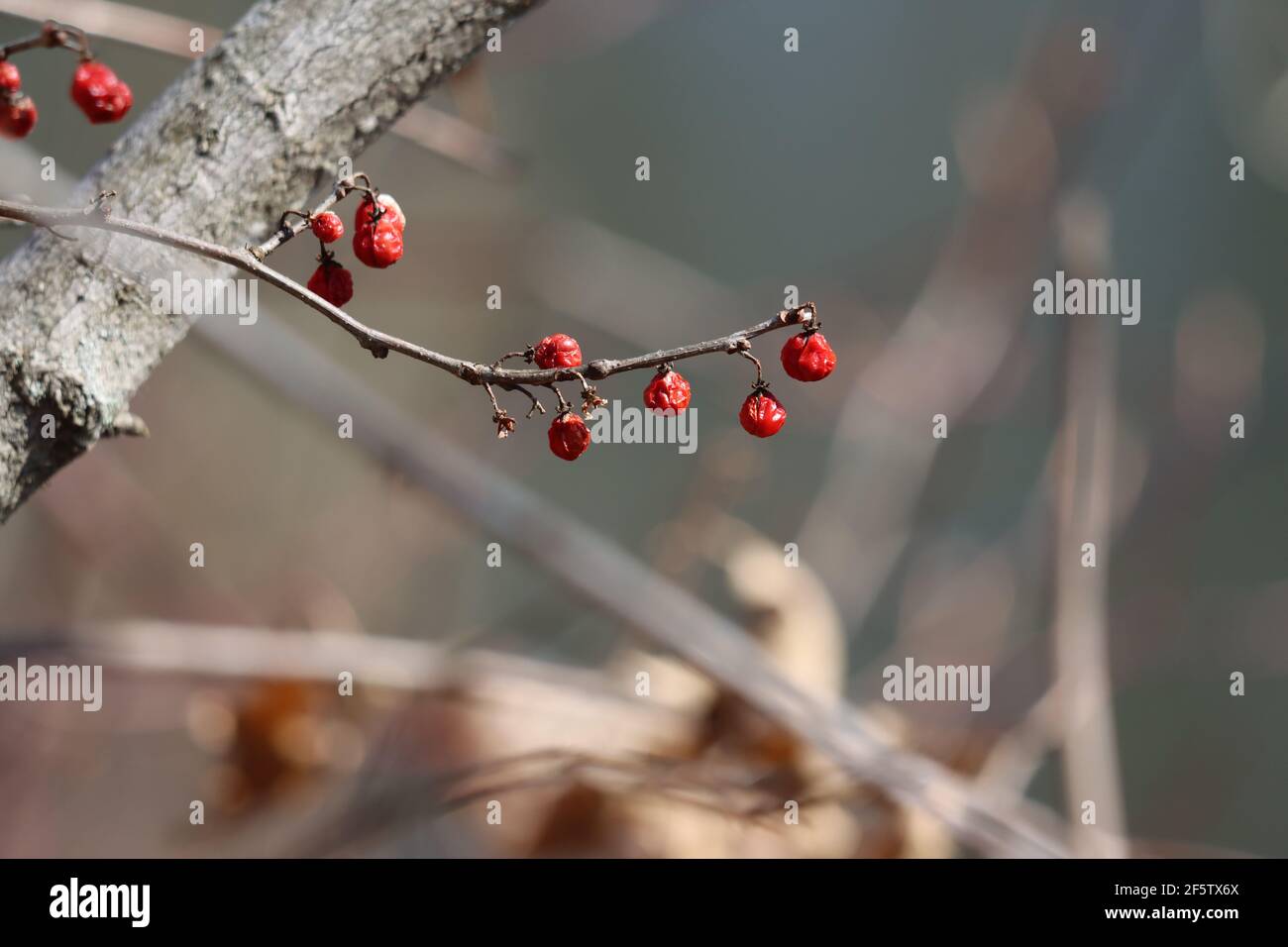 Dry red berries on a branch in winter Stock Photo - Alamy