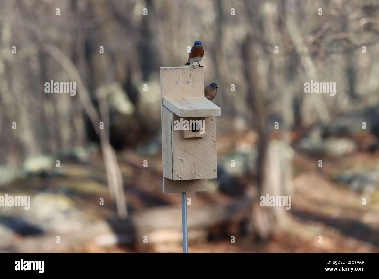 Eastern bluebird pair on a homemade bluebird box Stock Photo - Alamy