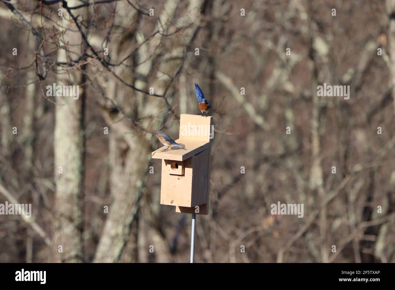 Eastern bluebird pair on a homemade bluebird box Stock Photo - Alamy