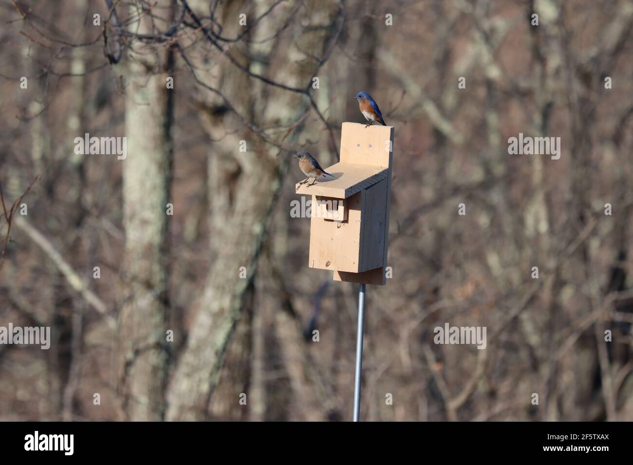 Eastern bluebird pair on a homemade bluebird box Stock Photo - Alamy