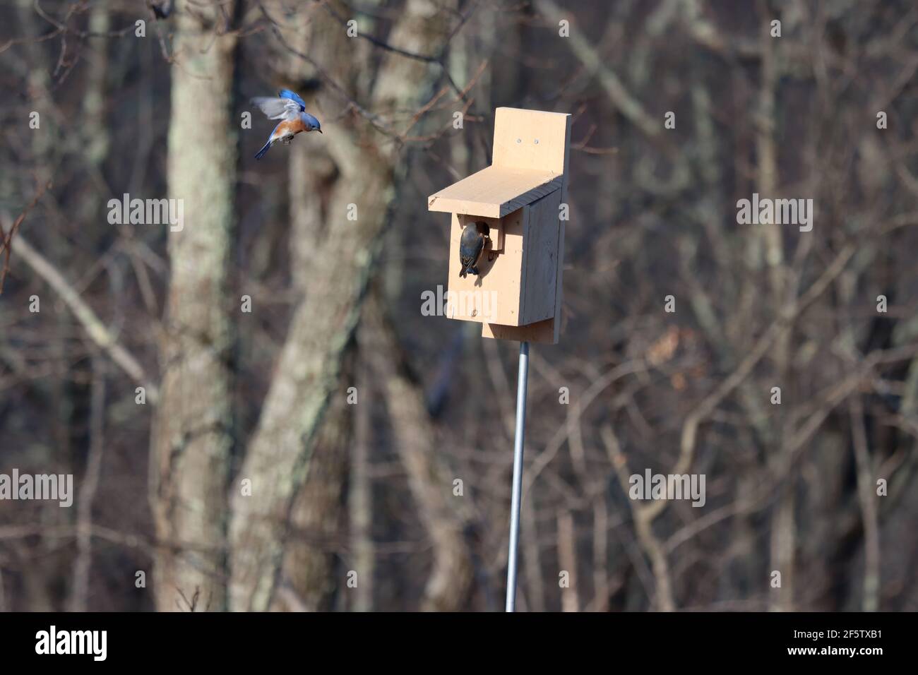 Eastern bluebird pair on a homemade bluebird box Stock Photo - Alamy