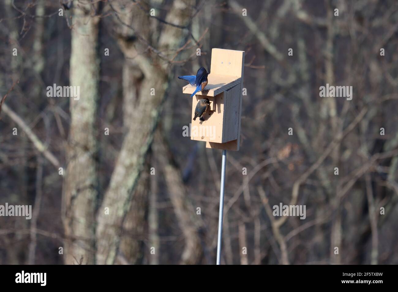 Eastern bluebird pair on a homemade bluebird box Stock Photo - Alamy