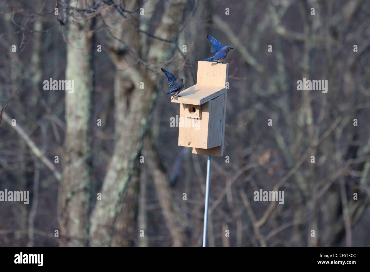 Eastern bluebird pair on a homemade bluebird box Stock Photo - Alamy