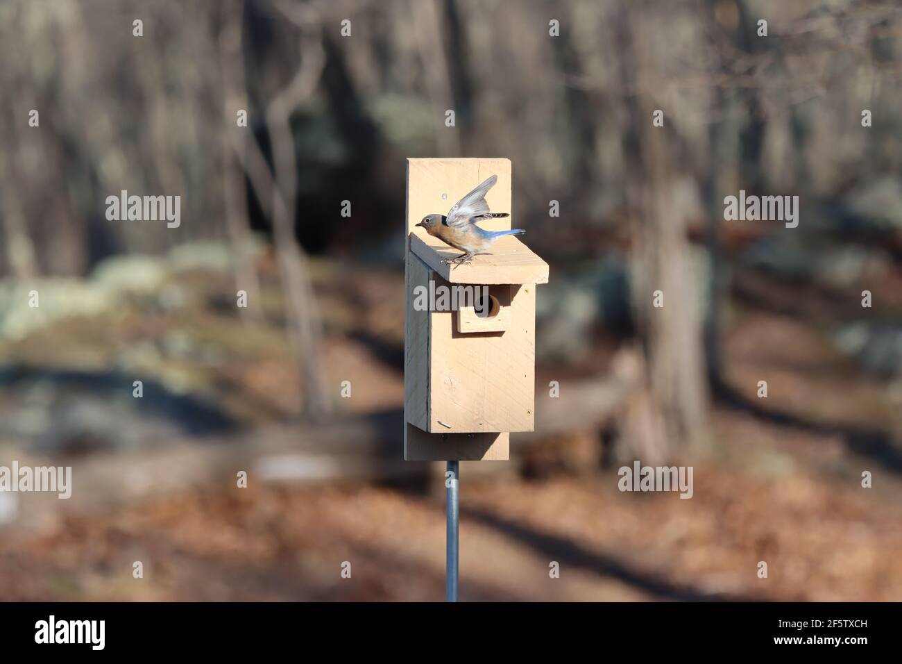 A female eastern bluebird landing on a bluebird box Stock Photo - Alamy