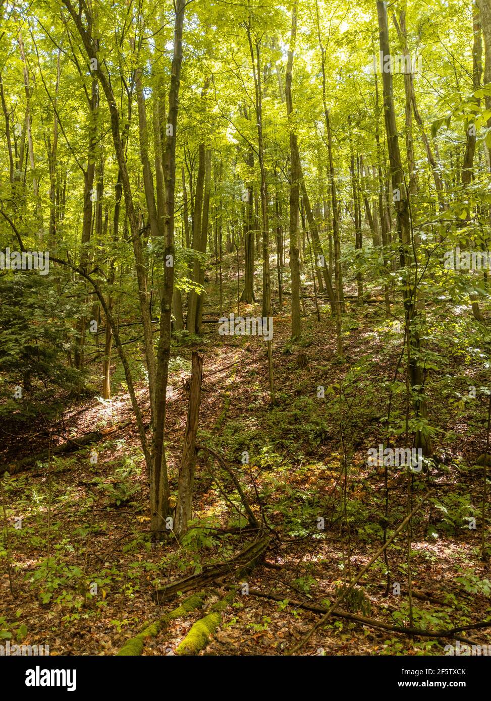 Isolated stand of trees hi-res stock photography and images - Alamy