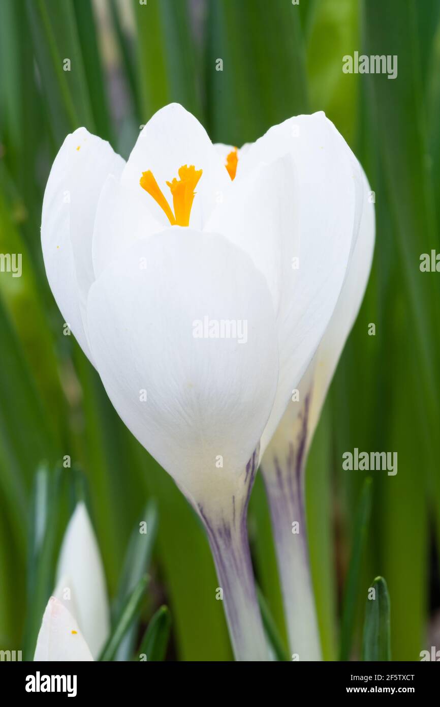 White Crocus Flower High Resolution Stock Photography and Images - Alamy