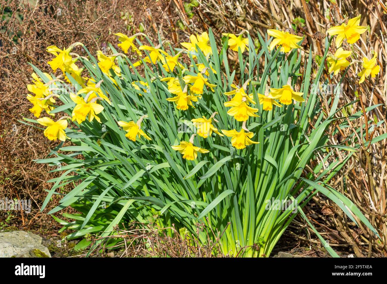 Trumpet daffodils hi-res stock photography and images - Alamy
