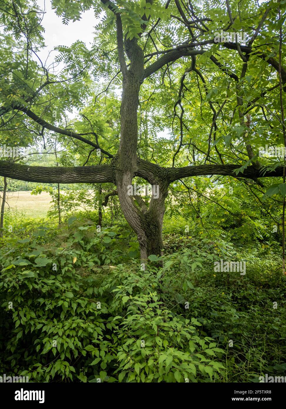 A natural wonder a cross shaped tree with a central window Stock Photo ...